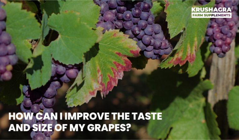 How Can I Improve the Taste and Size of My Grapes?