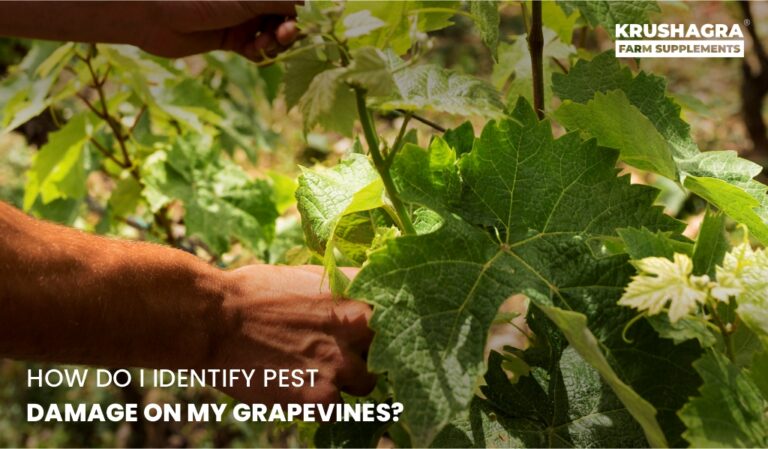 How Do I Identify Pest Damage on My Grapevines?